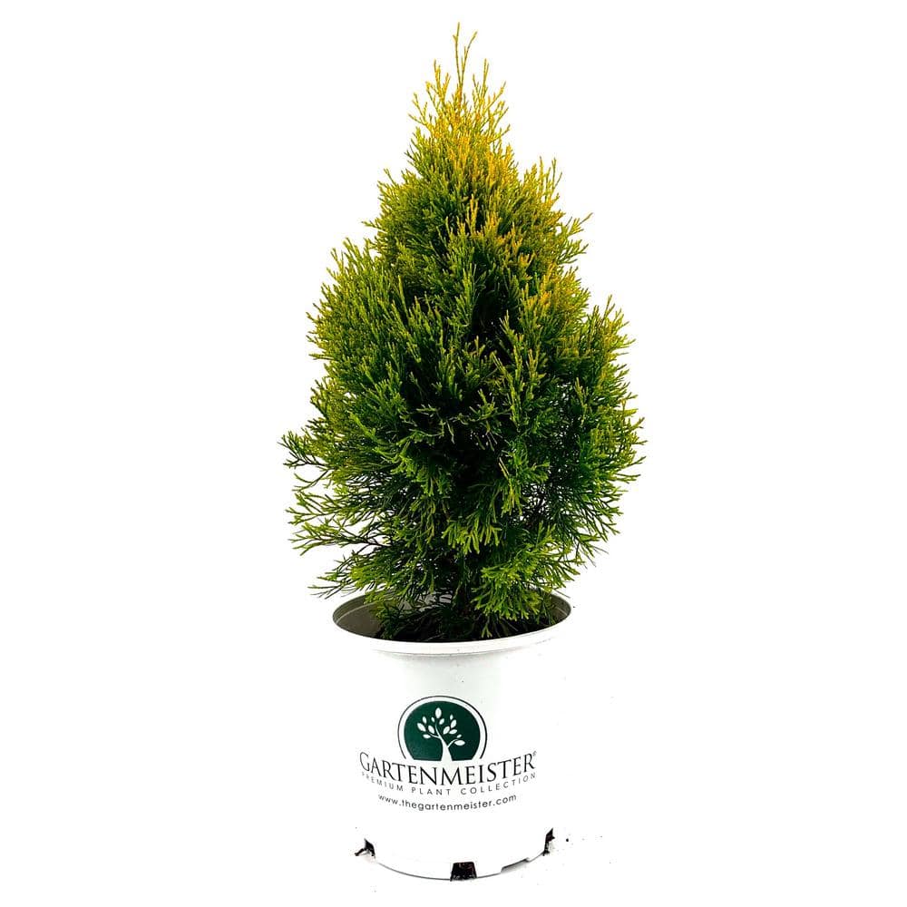 2.0 Gal Janed Gold Arborvitae (Thuja o. Janed Gold) Evergreen Shrub 1 ...