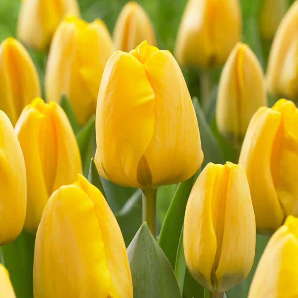 VAN ZYVERDEN Tulips Golden Apeldoorn Set of 12 Bulbs 88018 - The Home Depot