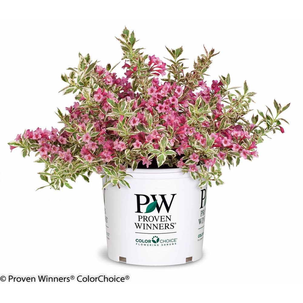 PROVEN WINNERS 3 Gal. My Monet Weigela, Live Plant with Pink Flowers ...