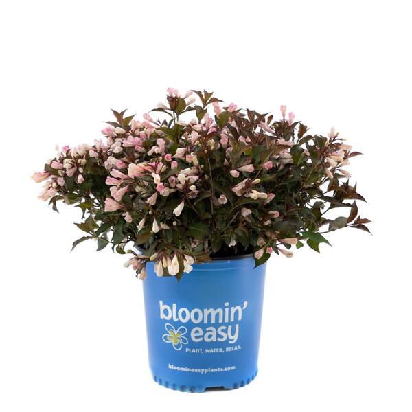 BLOOMIN' EASY 1 Gal. Afterglow Weigela Live Shrub, Light Pink and Cream ...