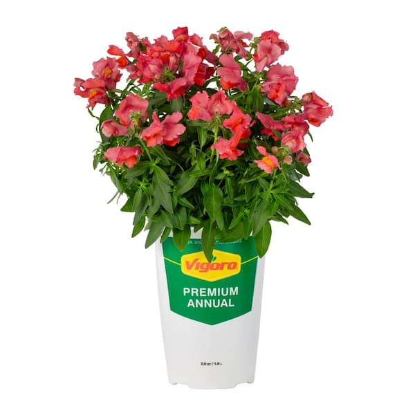 Vigoro 2 qt. Snapdragon Snaptastic Orange Flame Orange Annual Plant ...