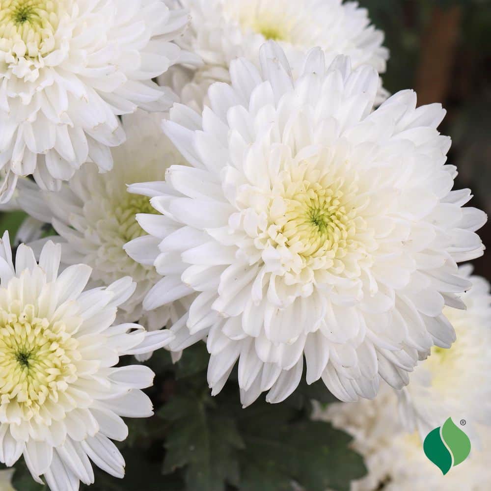 8 in. Mum White (Chrysanthemum), Live Annual Plant, White Flowers DGES4710 - The Home Depot