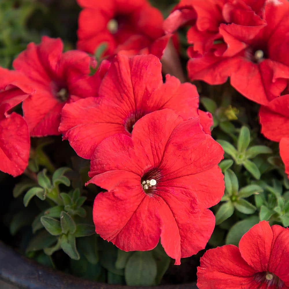 ALTMAN PLANTS Red Petunia Flowers Outdoor Garden Annual Plant in 2.5 qt ...