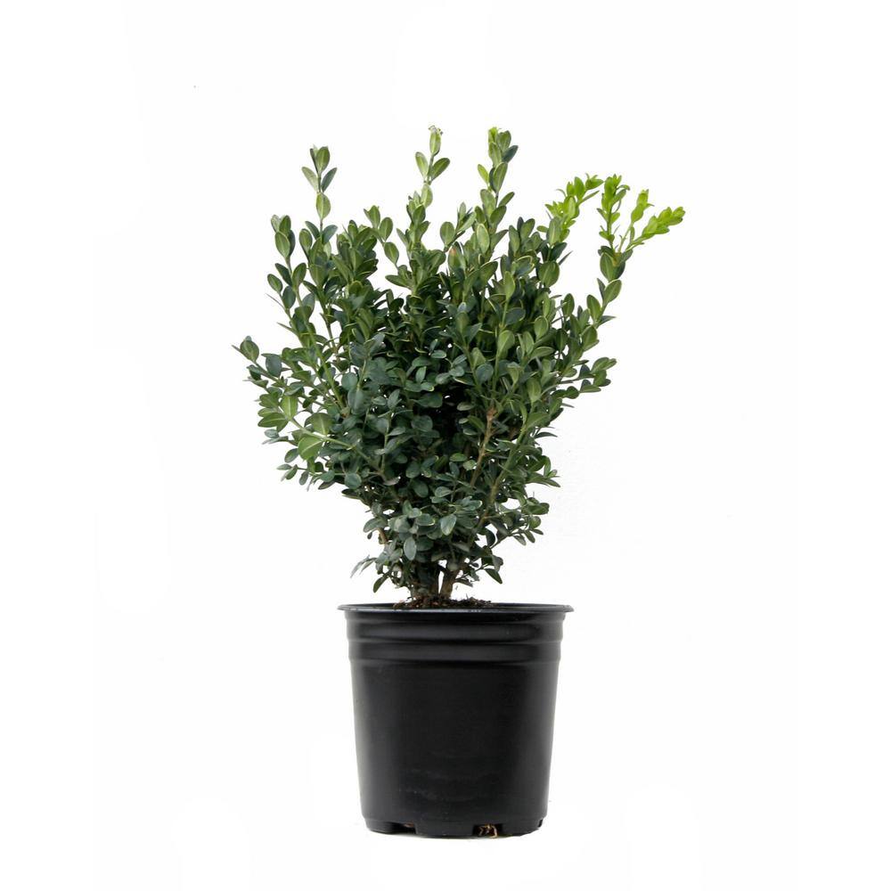 2.25 Gal. Green Mountain Live Boxwood (Buxus) Live Shrub 1000043264 ...