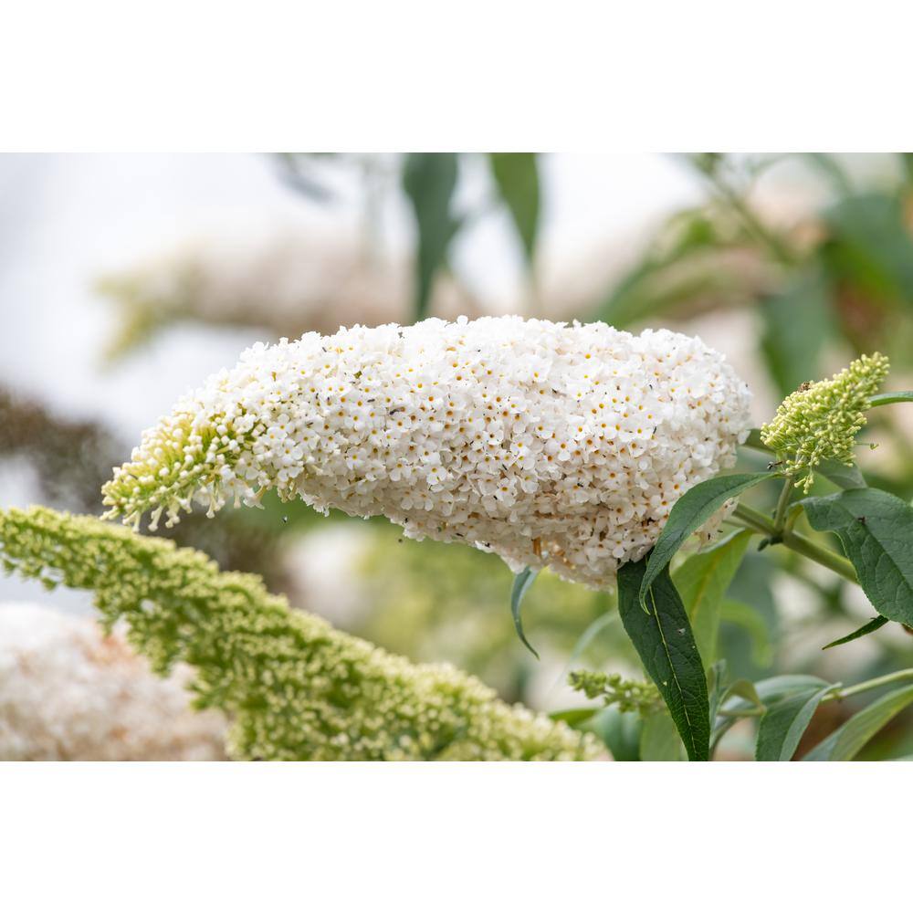 Online Orchards 1 gal. Snow White Butterfly Bush Flowering Shrub with ...
