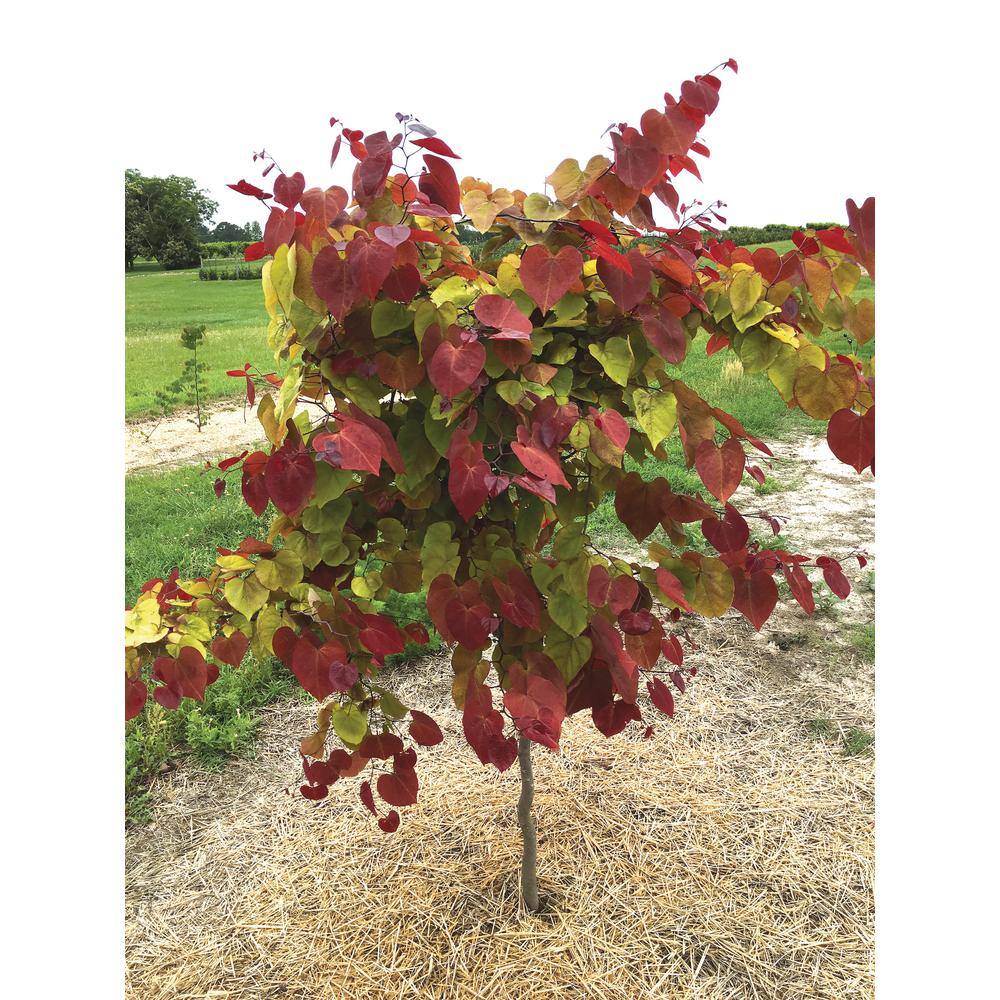 national PLANT NETWORK Bareroot Flame Thrower Redbud Tree - 1 BR HD1417 ...