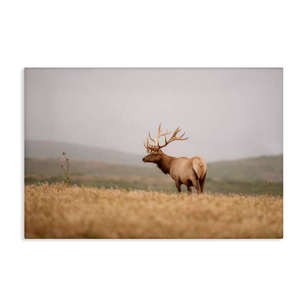 Stupell Industries Tule Elk Photography by Crystal Lynn Collins ...