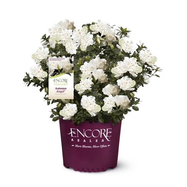 Reviews for ENCORE AZALEA 3 Gal. Autumn Angel Azalea Shrub with White ...