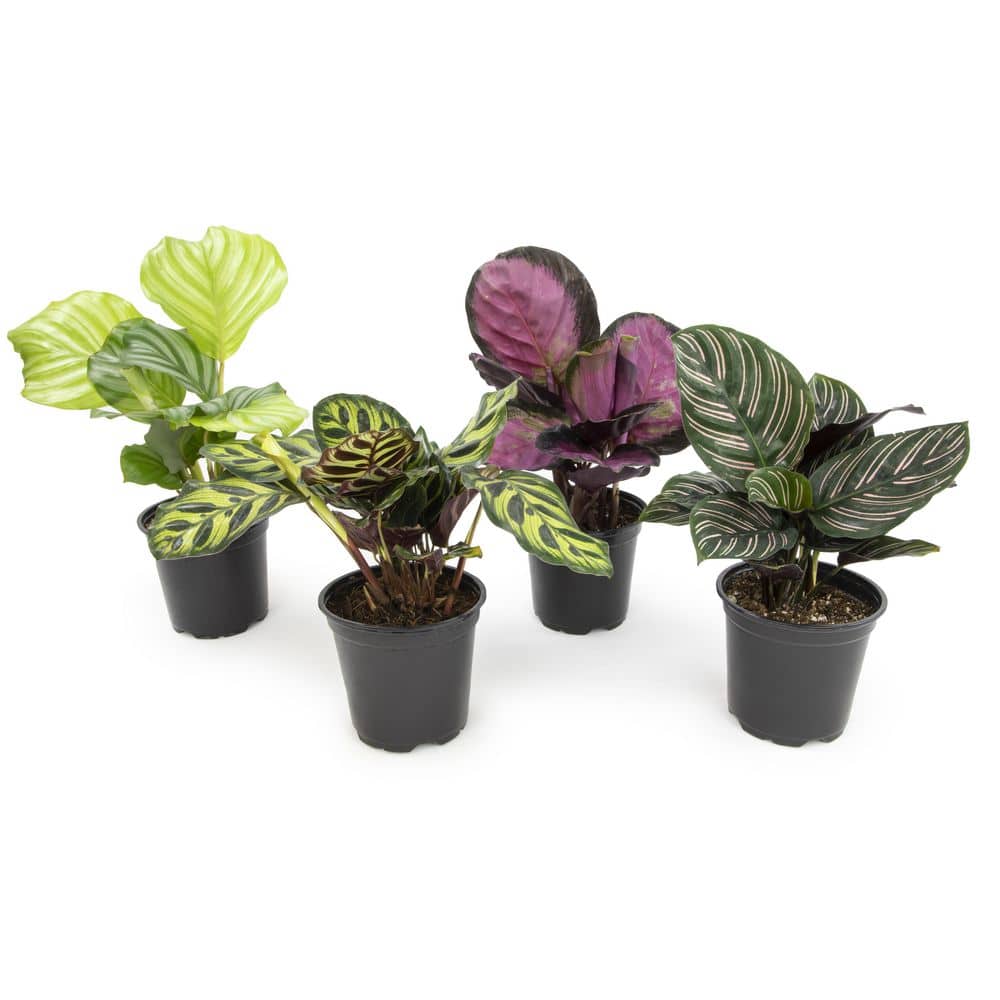 ALTMAN PLANTS 4 in. Calathea Asst (4-Pack) 0872717 - The Home Depot