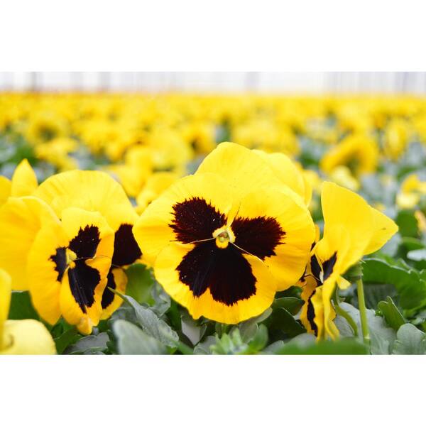 1.27 Qt. Delta Blotch Yellow Pansy Plant (6-Pack) 600471 - The Home Depot