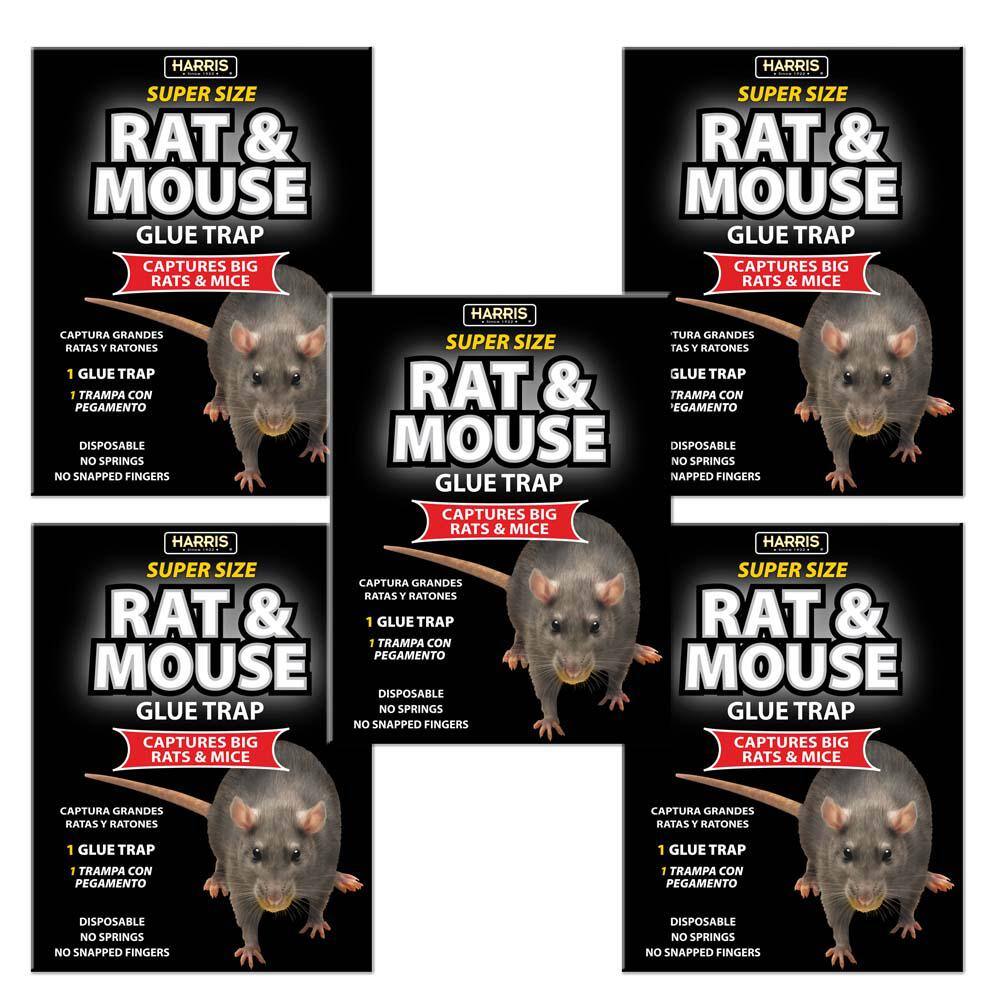 Harris Rat and Mouse Glue Trap Super-Size (5-Pack) 5BLKRAT-1 - The Home ...