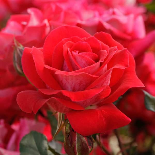 DIRECT GARDENING 24 in. Tall, Take It Easy Red Flowering Rose Tree ...