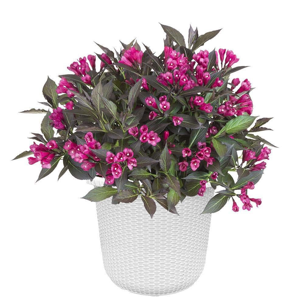 Reviews for PROVEN WINNERS 2 Gal. Spilled Wine Weigela Shrub with ...