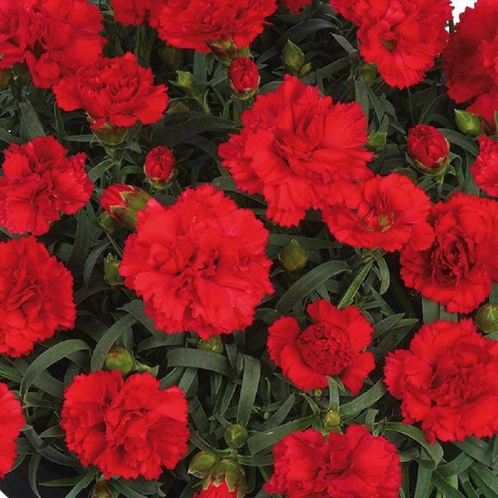 BELL NURSERY 2.5 qt. Red Dianthus Live Flowering Perennial Plant (3 ...