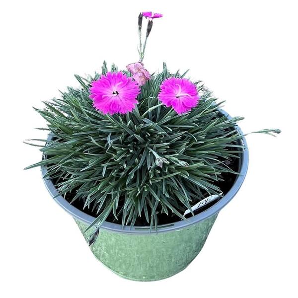 OnlinePlantCenter 1 gal. Firewitch Cheddar Pink Dianthus Perennial ...