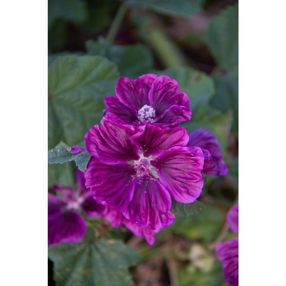Spring Hill Nurseries 4 in. Pot, Zebrina Malva Hollyhock Mallow ...