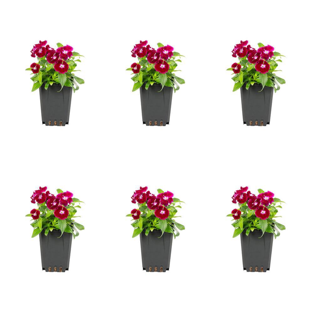 METROLINA GREENHOUSES 1 Pt. Dianthus Purple Annual Plant (6-Pack) 78766 ...