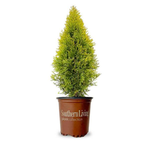 SOUTHERN LIVING 2.5 qt. Highlights Arborvitae (Thuja) Live Conifer ...
