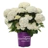FIRST EDITIONS 2 Gal. FlowerFull Hydrangea Shrub with White Blooms ...