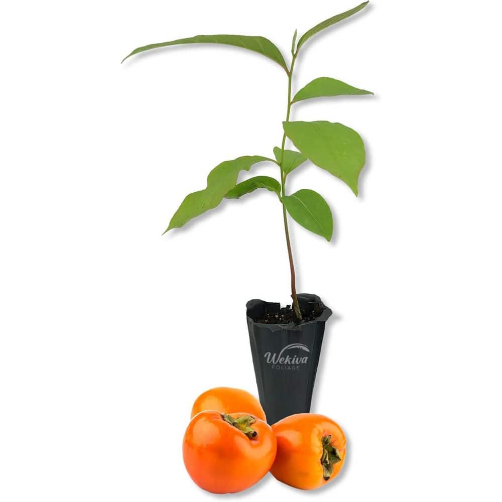 Wekiva Foliage Persimmon Tree-Live Starter Plant in a 2 in. Growers Pot ...
