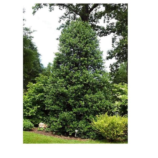 Holly - Trees - The Home Depot
