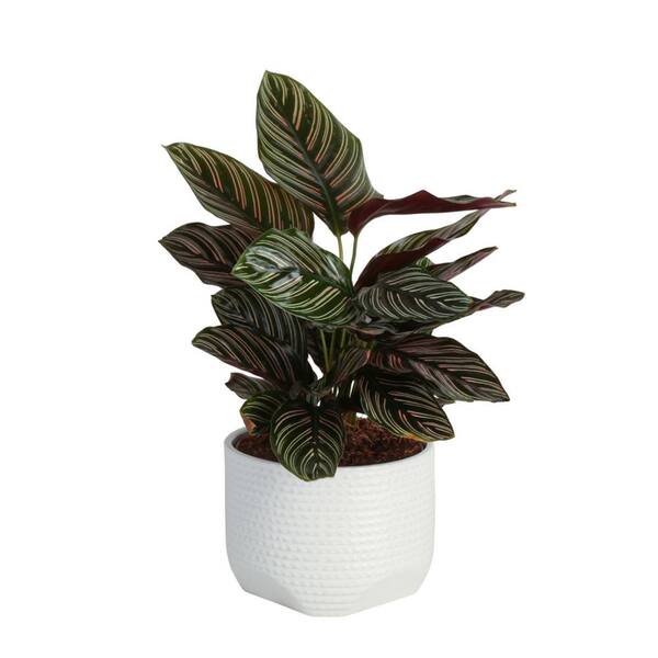 Calathea - Indoor Plants - The Home Depot