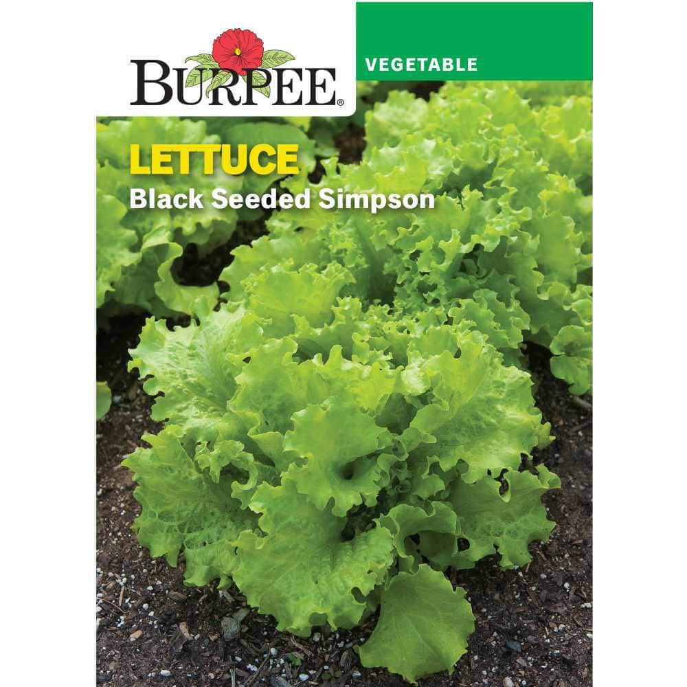 Burpee Garden Lettuce Black Seeded Simpson Vegetabale Seed 66268 - The ...