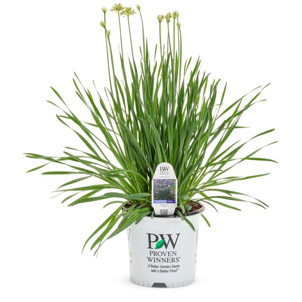 BELL NURSERY 3 Gal. Serendipity Allium Live Perennial Plant (1-Pack ...