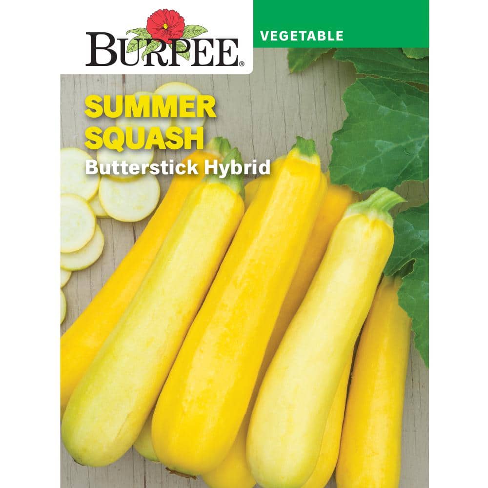 Burpee Squash, Summer Straightneck Butterstick Hybrid Seed 53238 - The ...