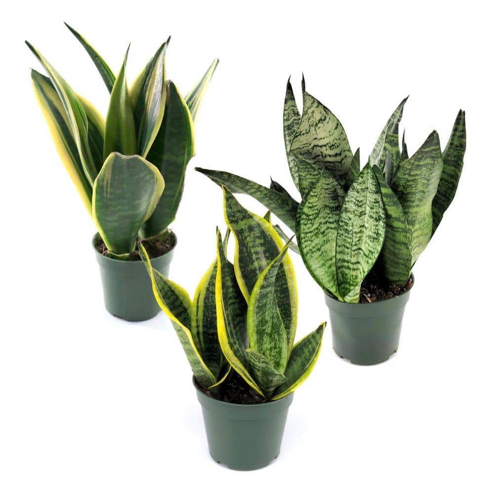 national PLANT NETWORK 4 in. SpaceScape Houseplant Snake Plant ...