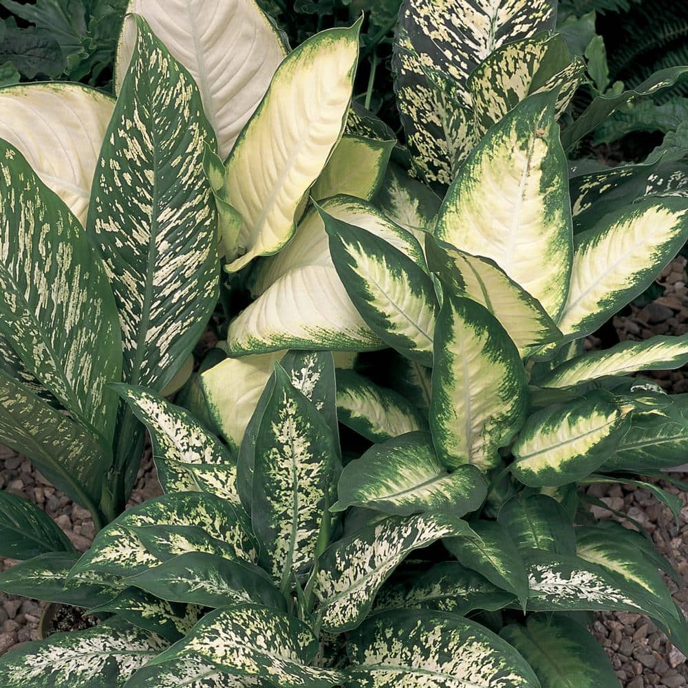 BELL NURSERY 414 ml c Plant in 4 in. Grower Pot 1866 - The Home Depot
