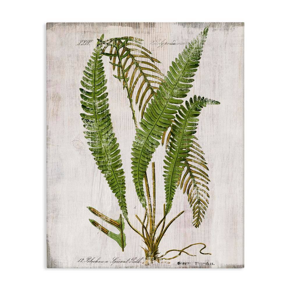 Stupell Industries Thin Fern Leaves Study by Susan Arnot Unframed ...