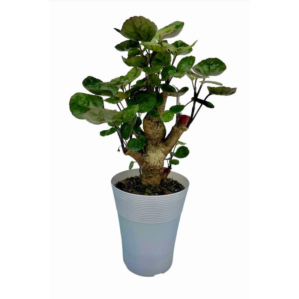 EVERBLOOM GROWERS, INC. 5 in. Fabian Aralia (Polyscias Scutellaria ...