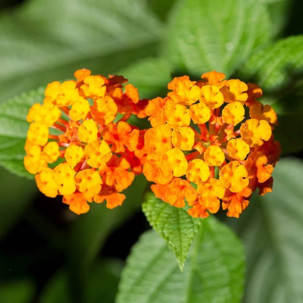 Pennington 1 Gal. Orange Lantana Bloomify Live Annual Plant (1-Pack ...