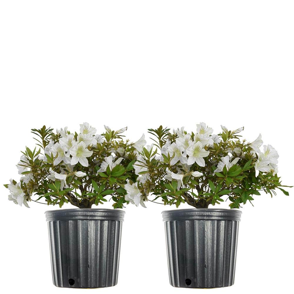 Perfect Plants 3 Gal. GG Gerbing Azalea Flowering Shrub (2-Pack ...