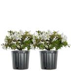 Perfect Plants 3 Gal. GG Gerbing Azalea Flowering Shrub (2-Pack ...
