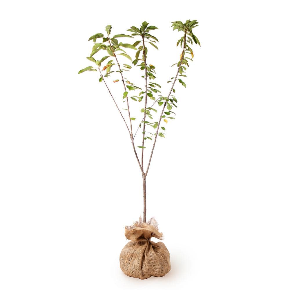 Have a question about Brighter Blooms Black Tartarian Cherry Tree? - Pg ...