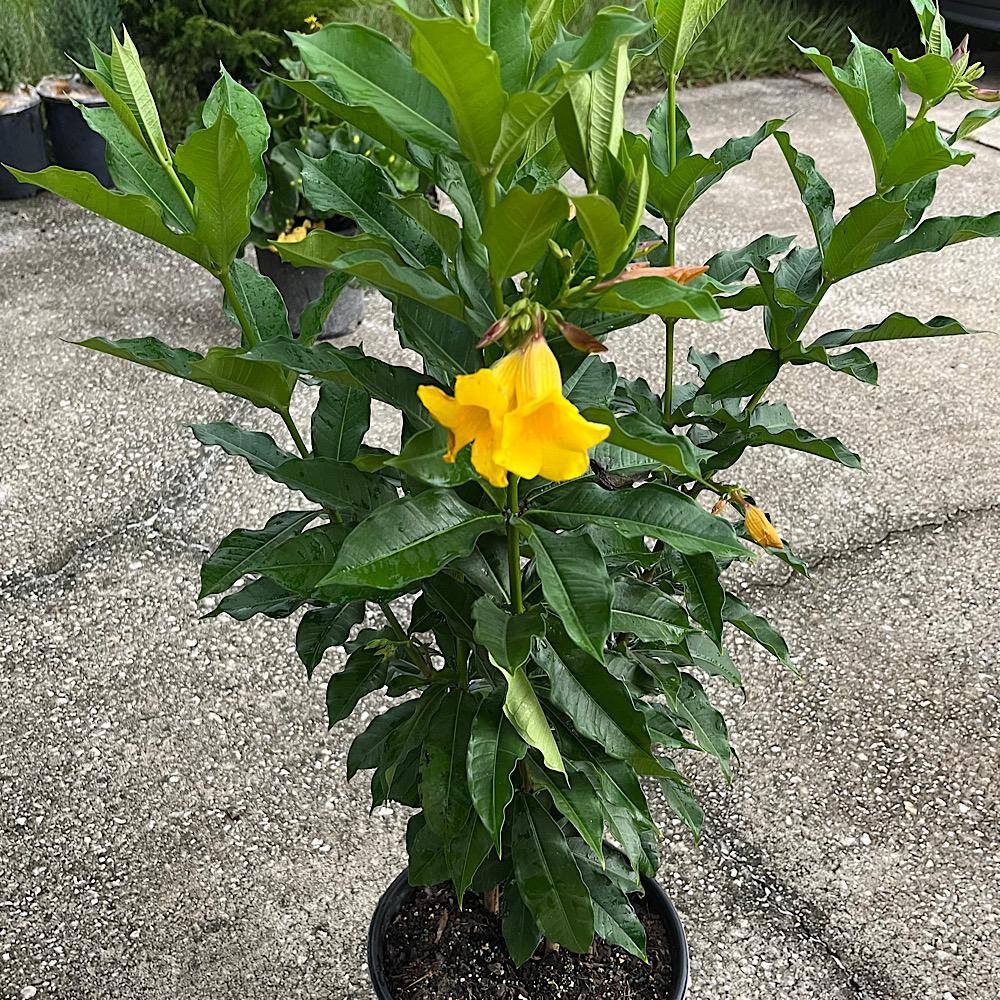 OnlinePlantCenter 3 Gal. Allamanda Bush Shrub with Golden Flowers ...