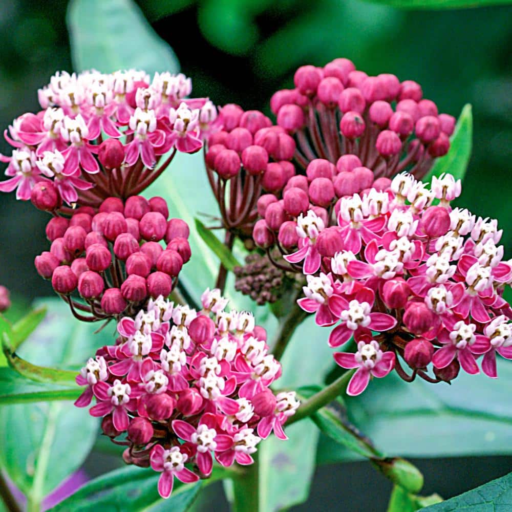 DIRECT GARDENING Soulmate Pink Flowering Butterfly Flower Asclepias ...