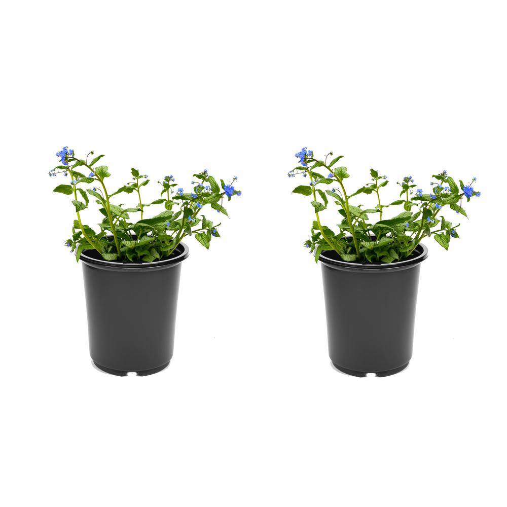 Vigoro 2.5 Qt. Brunnera Silver Heart Ground Cover Perennial Plant (2 ...