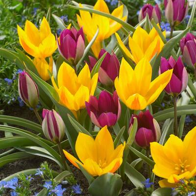 Tulip - Flower Bulbs - Garden Flowers - The Home Depot