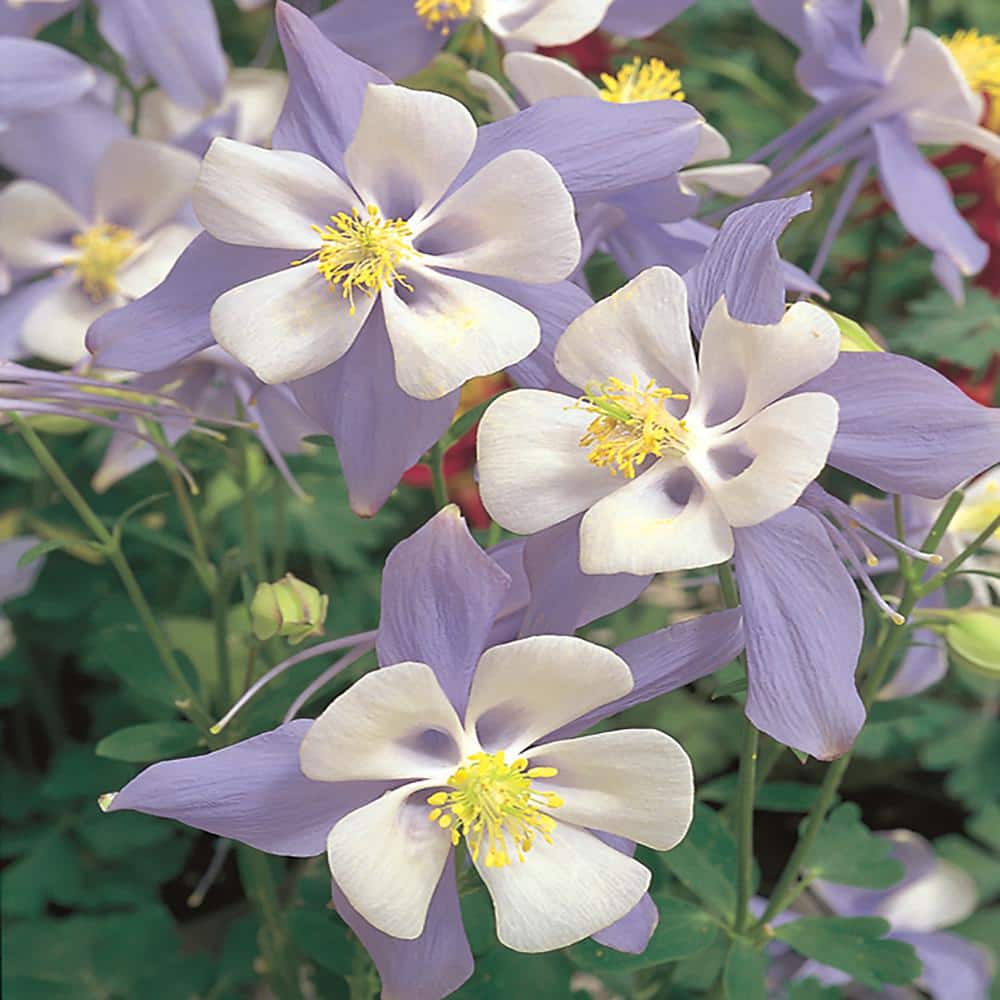 #1 Songbird BlueBird Mixed Columbine Plant 13833 - The Home Depot