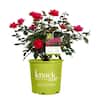 KNOCK OUT 1 Gal. Red Double Knock Out Rose Bush with Red Flowers 13156 ...
