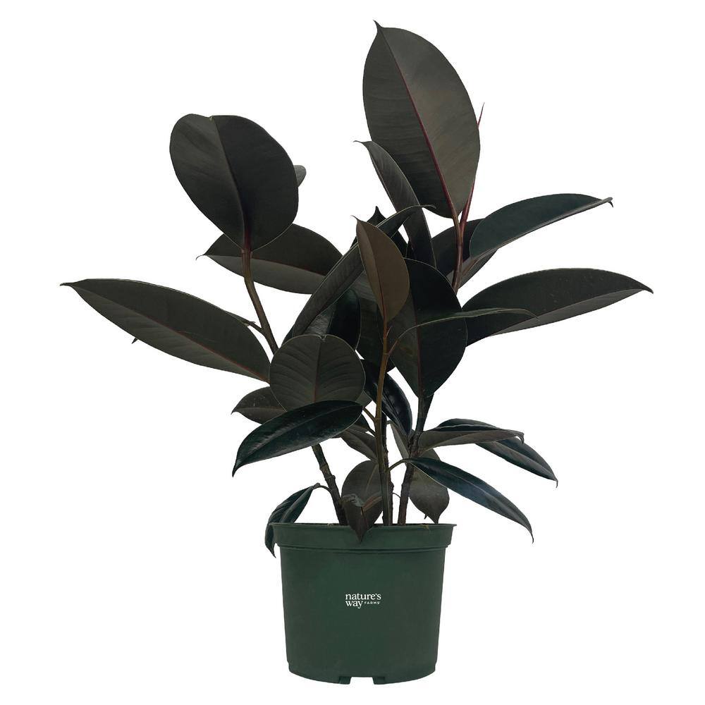 NATURE'S WAY FARMS Ficus Burgundy Live Indoor Plant in Growers Pot Avg ...