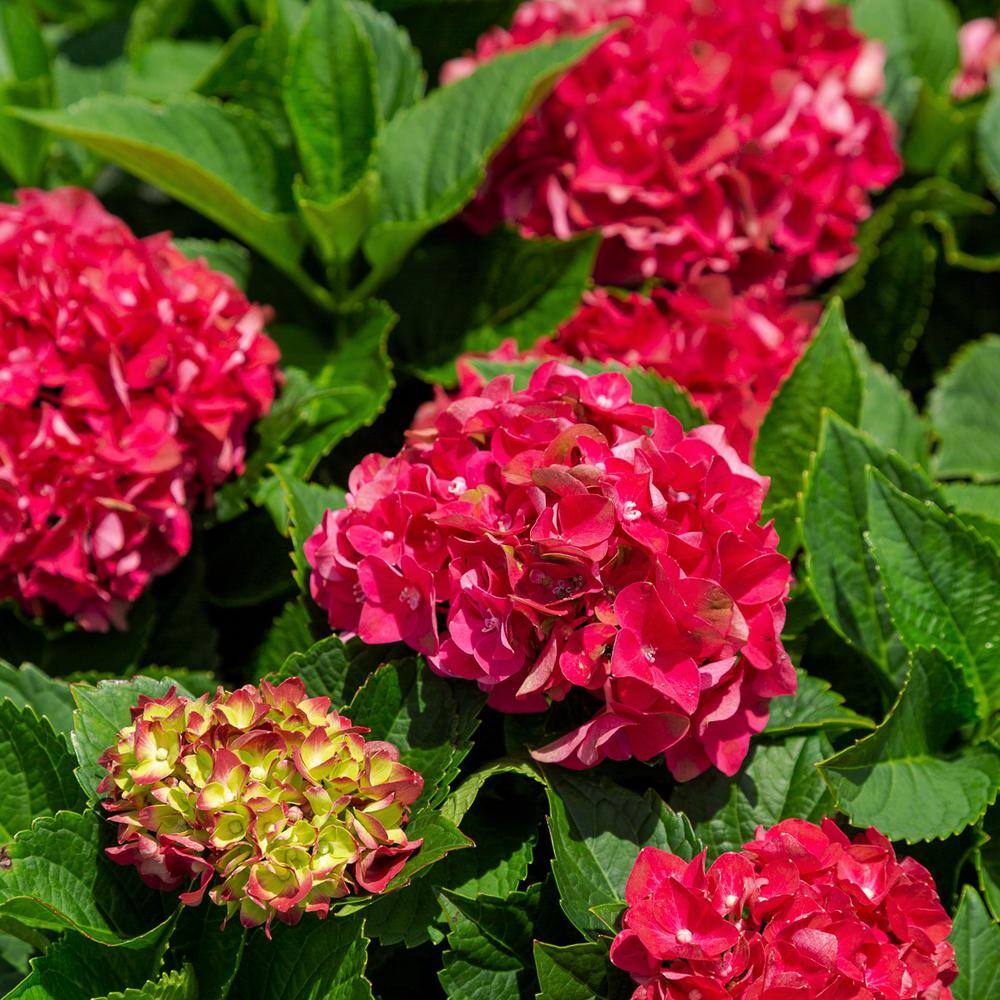 SOUTHERN LIVING 2 Gal. Heart Throb Hydrangea Shrub, Live Blooming Plant ...
