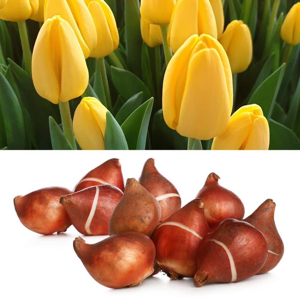 national PLANT NETWORK Tulip Novi Sun Bulbs (20-Pack) HD3149A - The ...