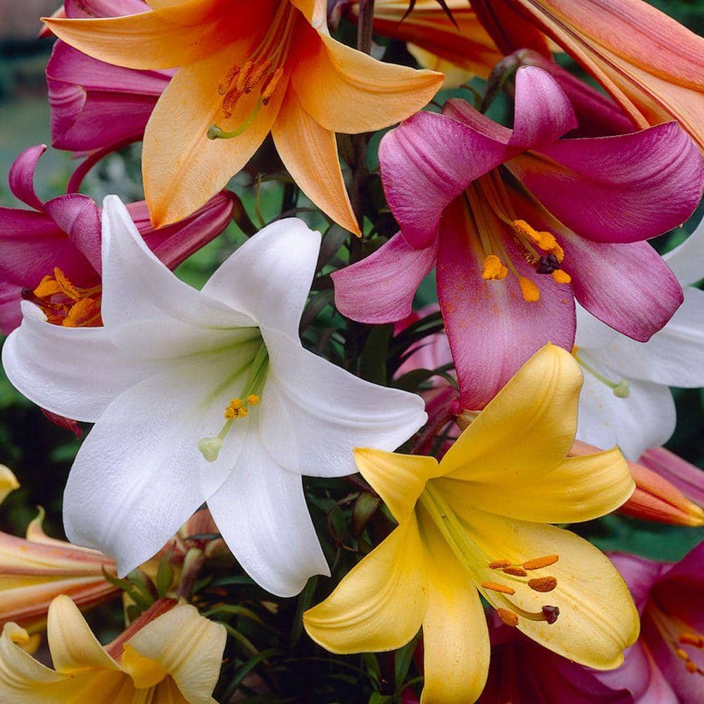 Bloomsz Trumpet Lily Bulbs Collection (8-Pack) 06070 - The Home Depot