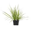 ALTMAN PLANTS Dracaena Marginata 'Sunray' Dragon Tree Live Indoor ...