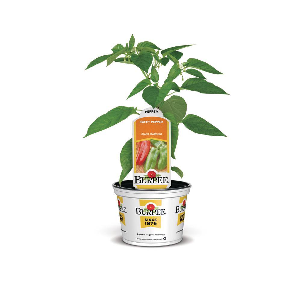 Burpee 3.5 in. Burpee Peppers Potted Giant Marconi FG00095018 - The ...