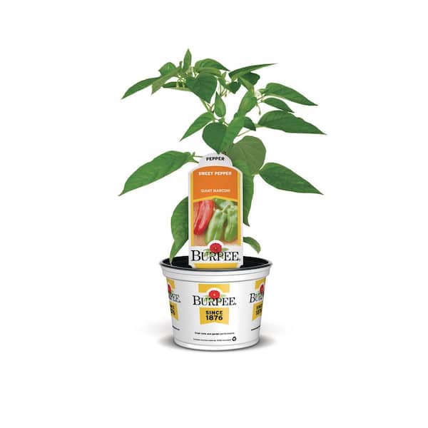 Burpee 3.5 in. Burpee Peppers Potted Giant Marconi FG00095018 - The ...